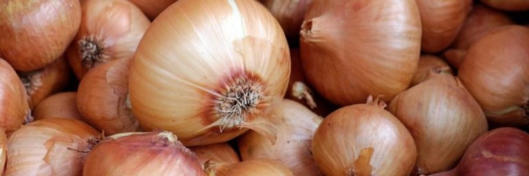Onion farming - Planting, Growing, and Harvesting Onions