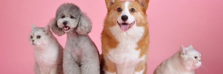 220+ Catchy, Cute & Unique Pet Store Names for Your Business
